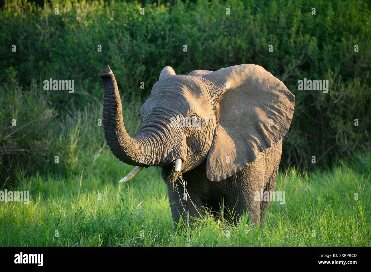 Elephant trunk ears raised hi-res stock photography and images - Alamy