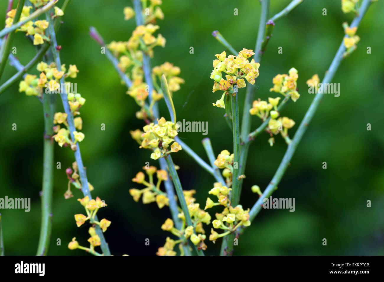 Ephedra flower hi-res stock photography and images - Alamy