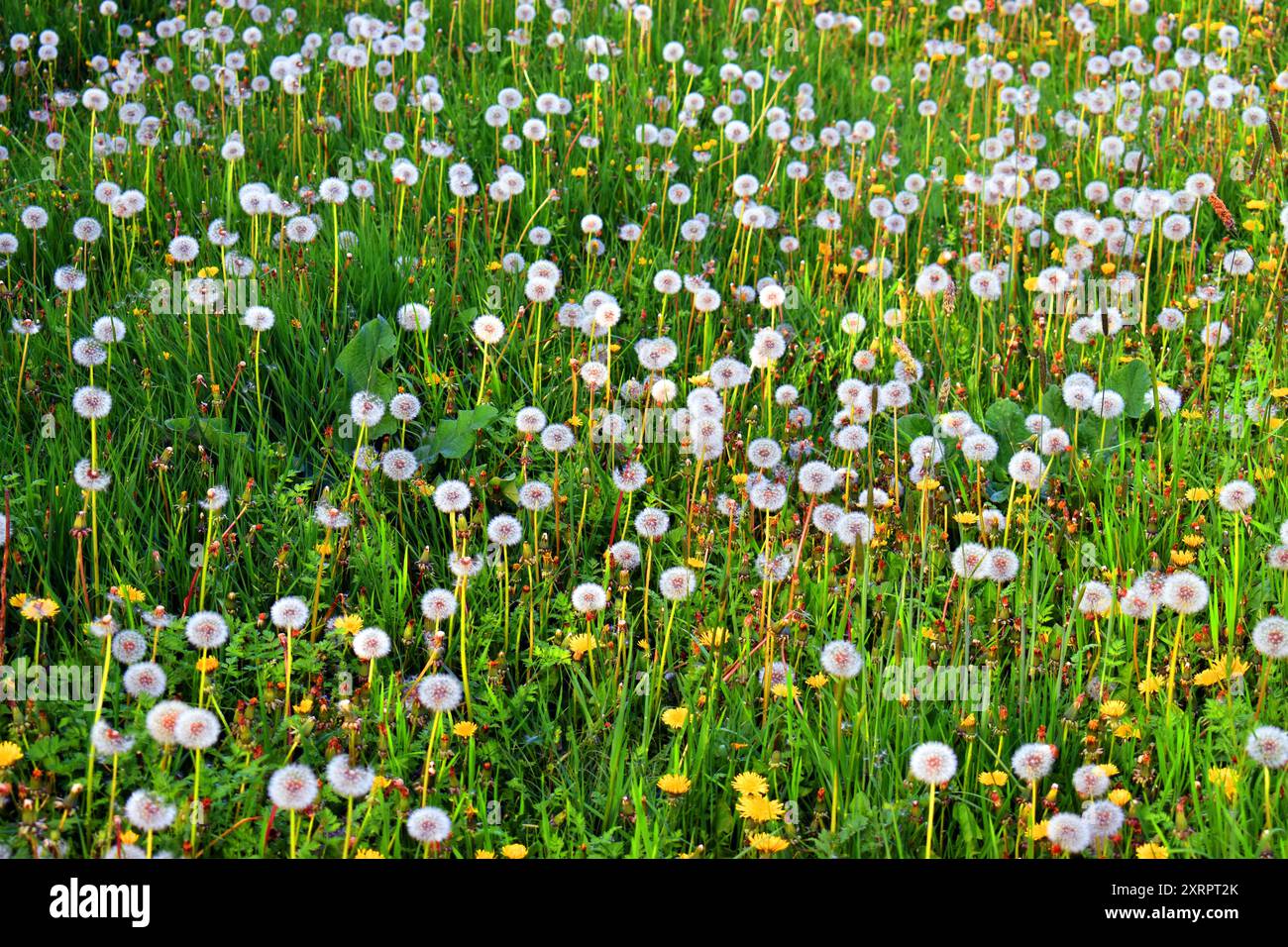 Dandelion pappus taraxacum officinale hi-res stock photography and ...