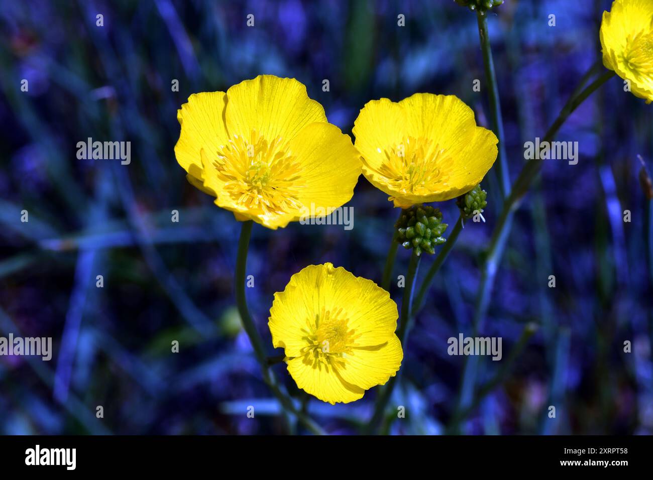 Ranunculus gramineus hi-res stock photography and images - Alamy