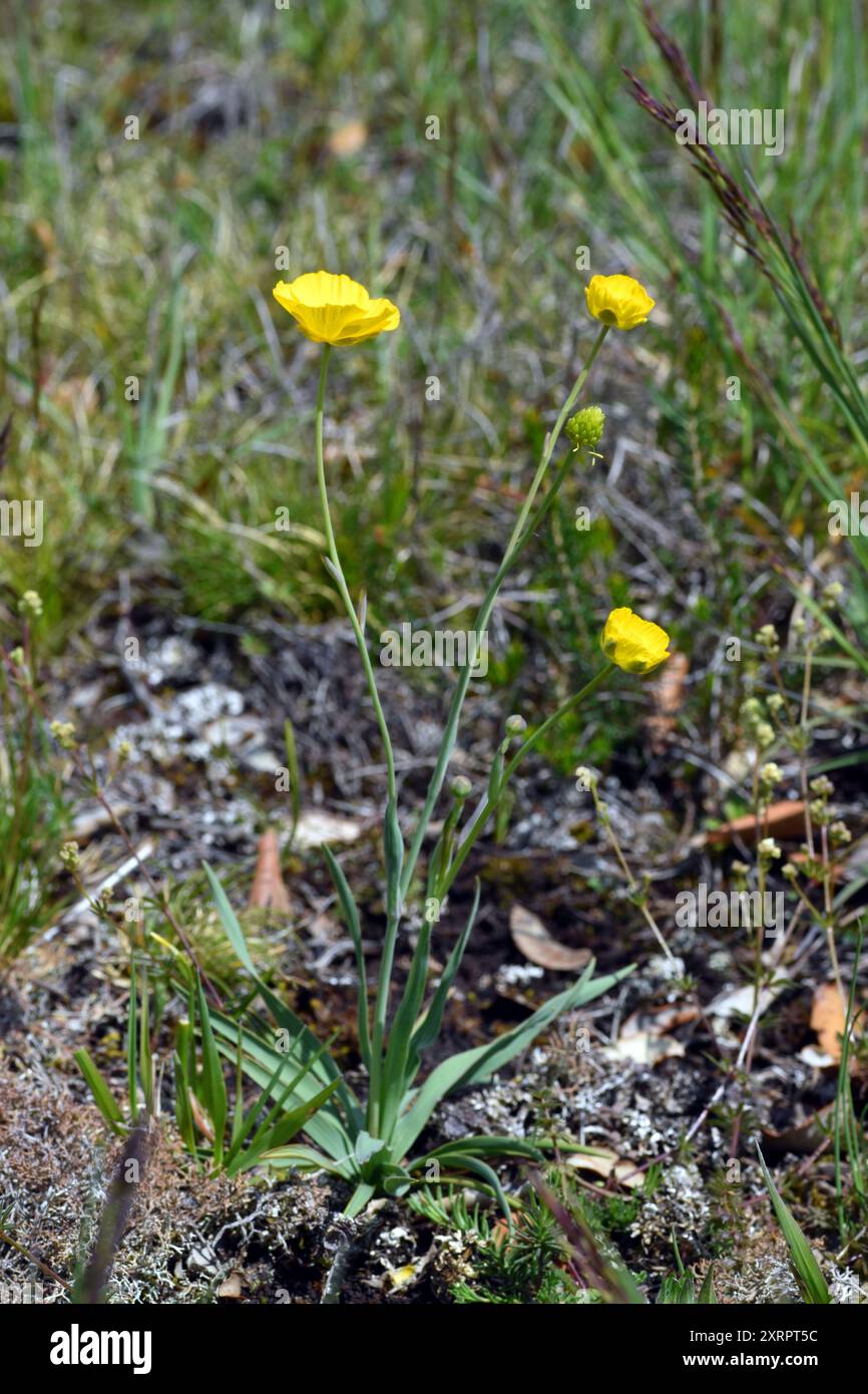 Grass leaved buttercup hi-res stock photography and images - Alamy