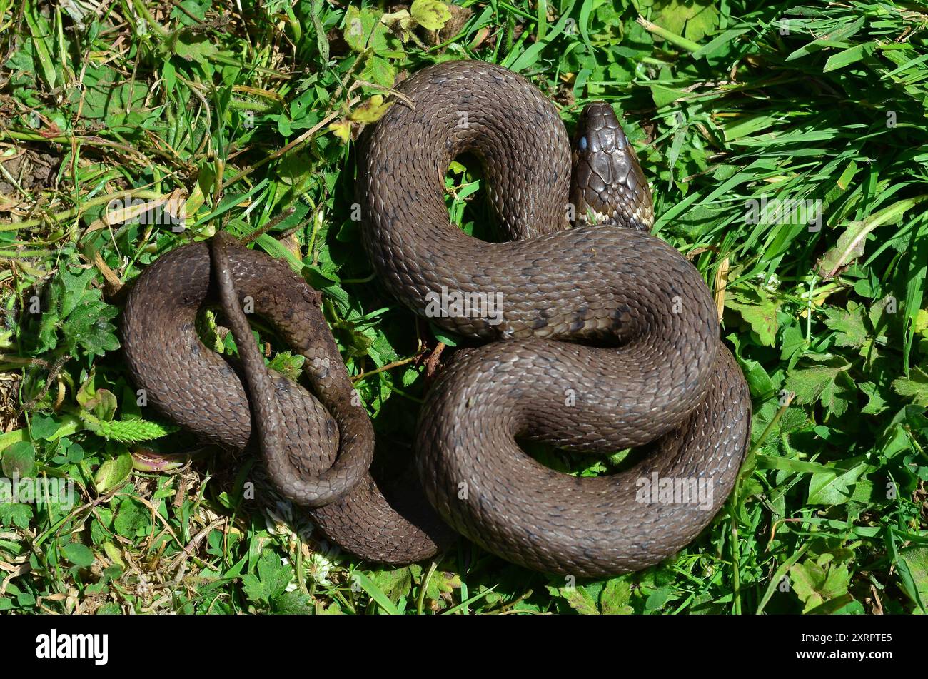 Adult grass snake about to slough its skin. Dorset, UK July Stock Photo ...