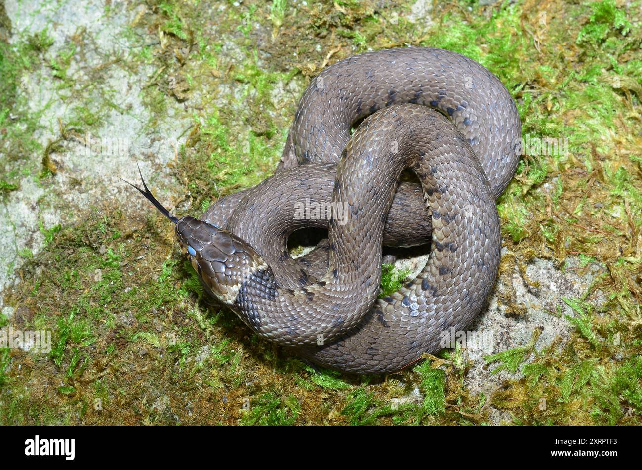 Adult grass snake hi-res stock photography and images - Alamy