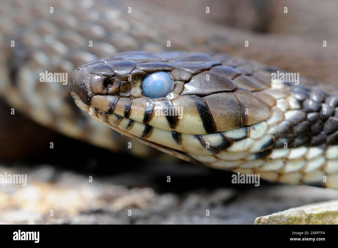 Adult grass snake hi-res stock photography and images - Alamy