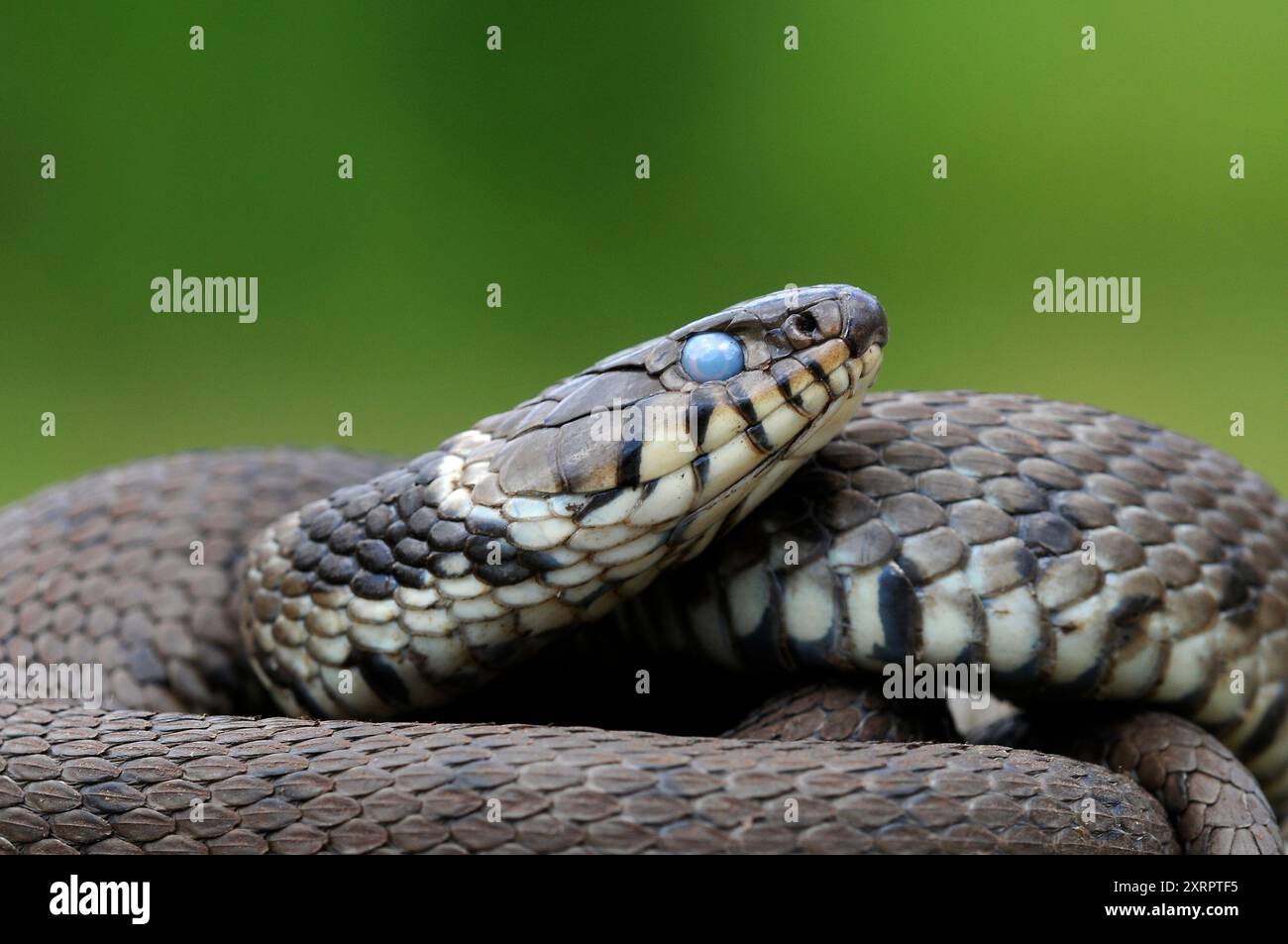 Adult grass snake about to slough its skin. Dorset, UK July Stock Photo ...