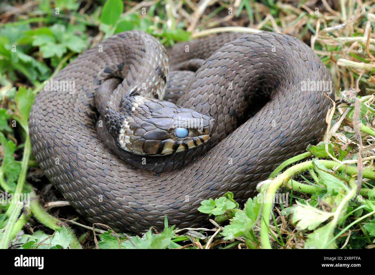 Adult grass snake about to slough its skin. Dorset, UK July Stock Photo ...