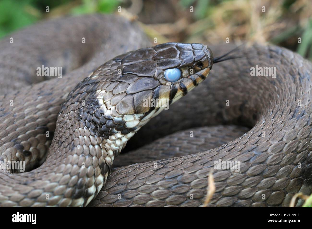 Adult grass snake about to slough its skin. Dorset, UK July Stock Photo ...