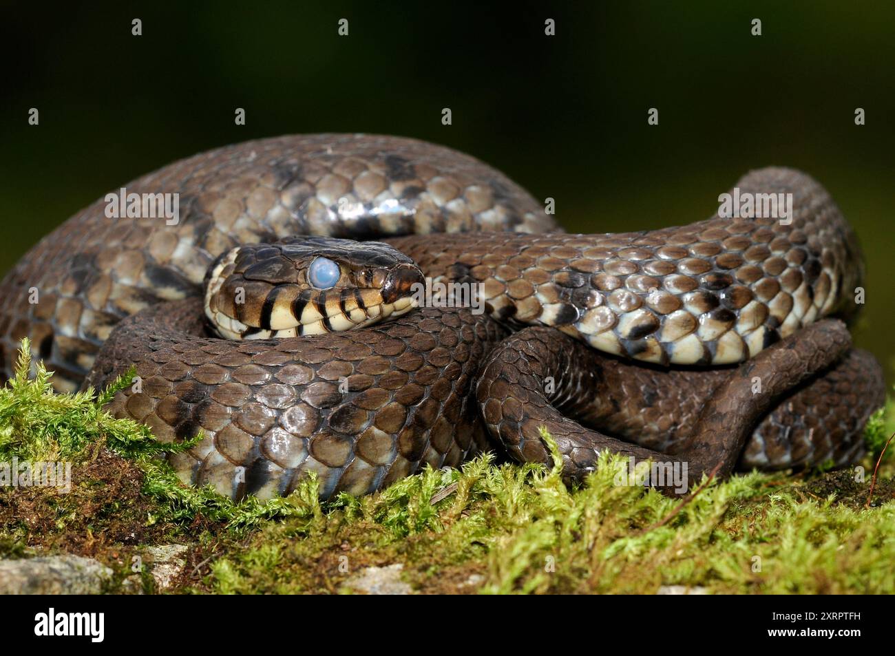 Adult grass snake uk hi-res stock photography and images - Alamy