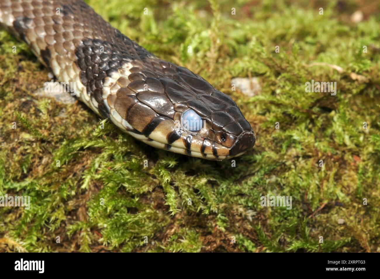 Adult grass snake hi-res stock photography and images - Alamy