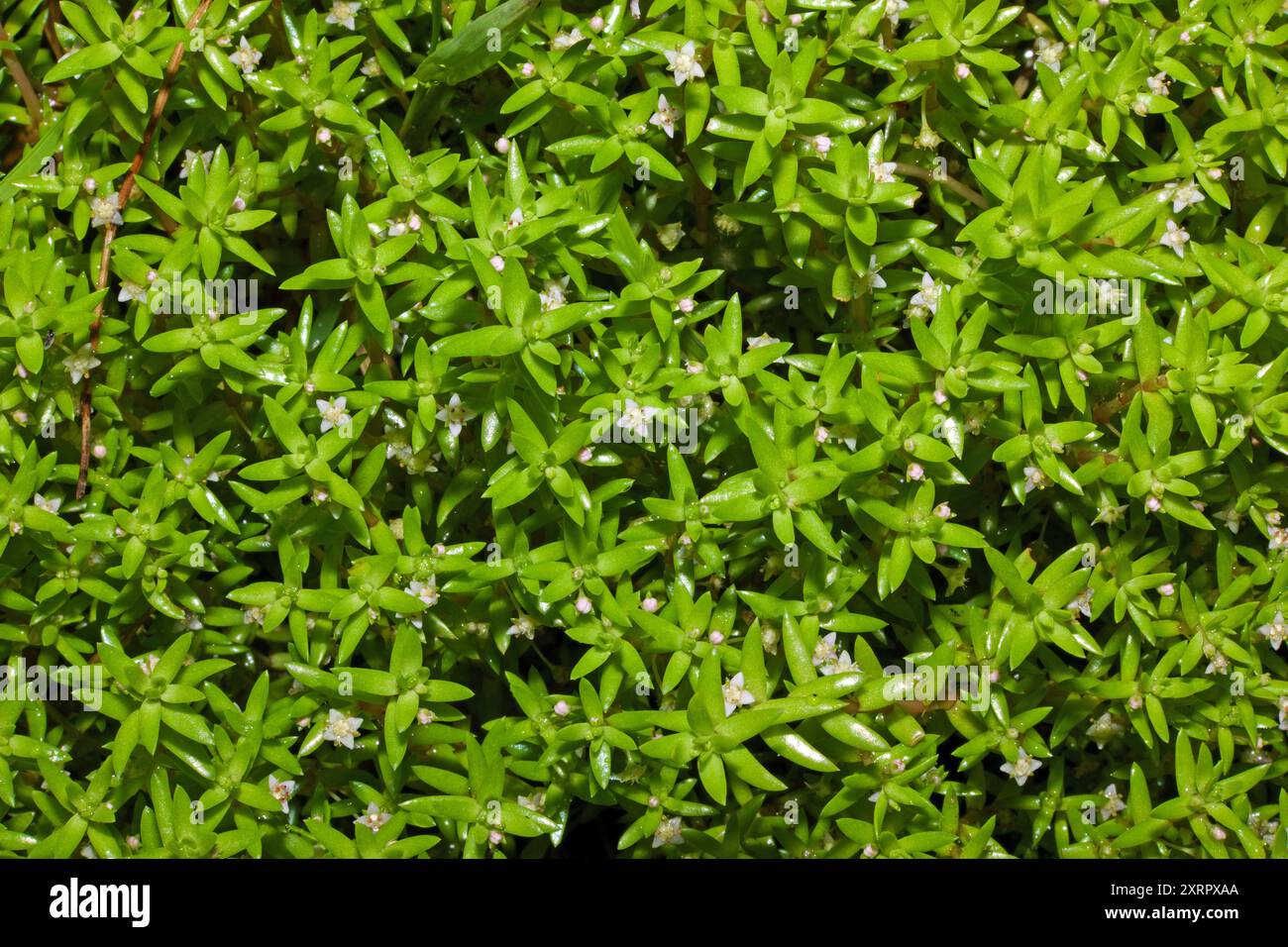 Crassula helmsii (swamp stonecrop) was originally confined to Australia ...