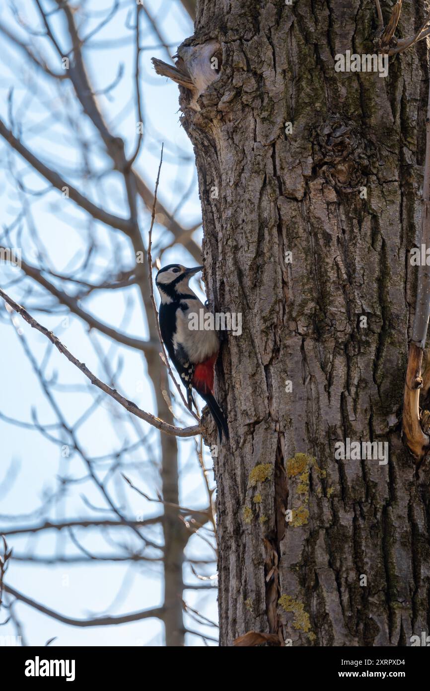 The great spotted woodpecker (Dendrocopos major) pecking on tree ...