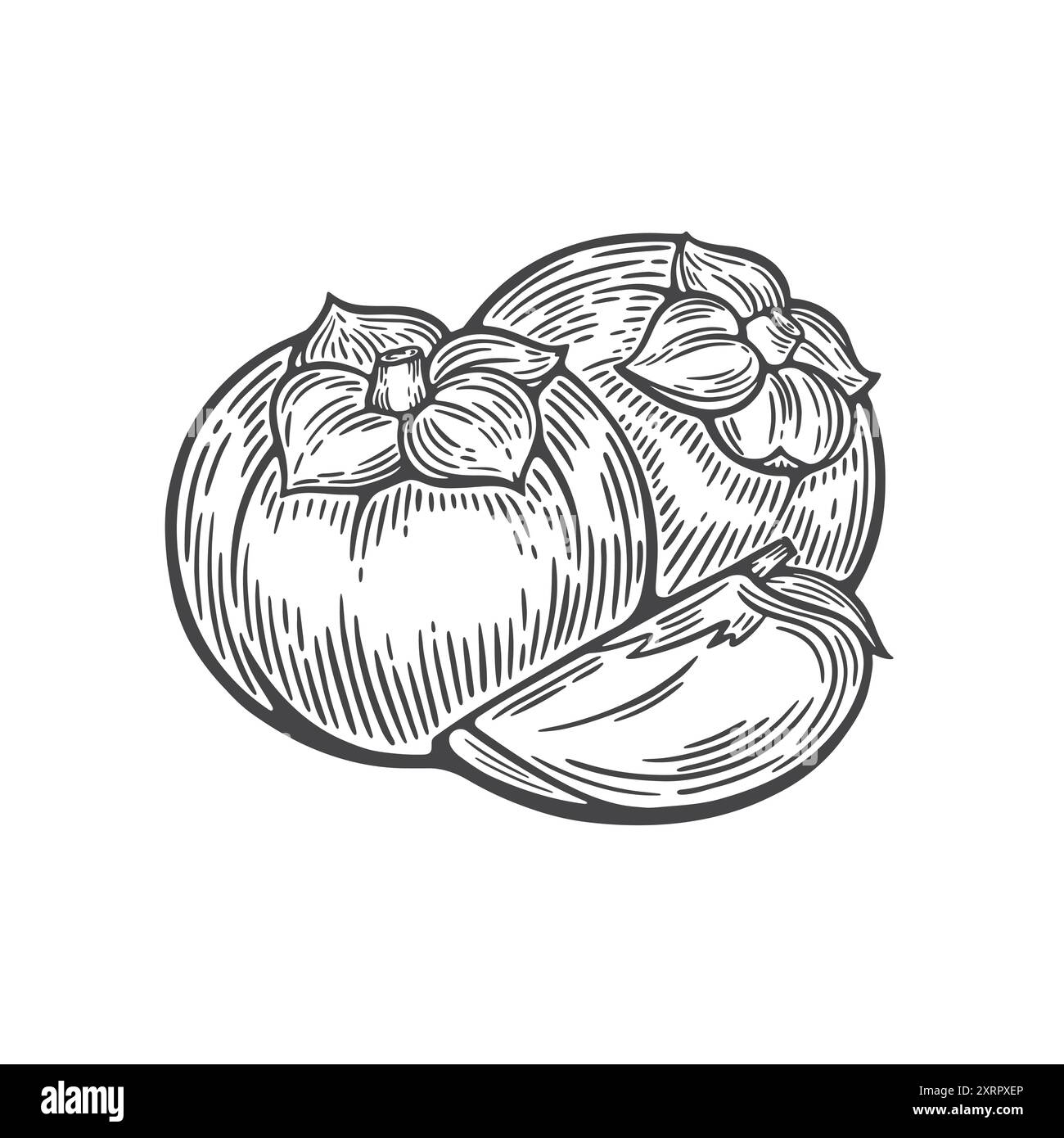 Persimmon line drawing Stock Vector Image & Art - Alamy