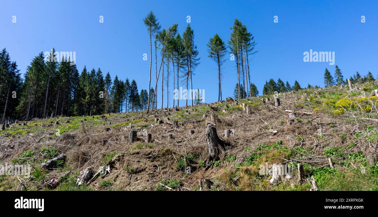 Forest dieback in Germany Pest infestation Nature conservation Stock ...
