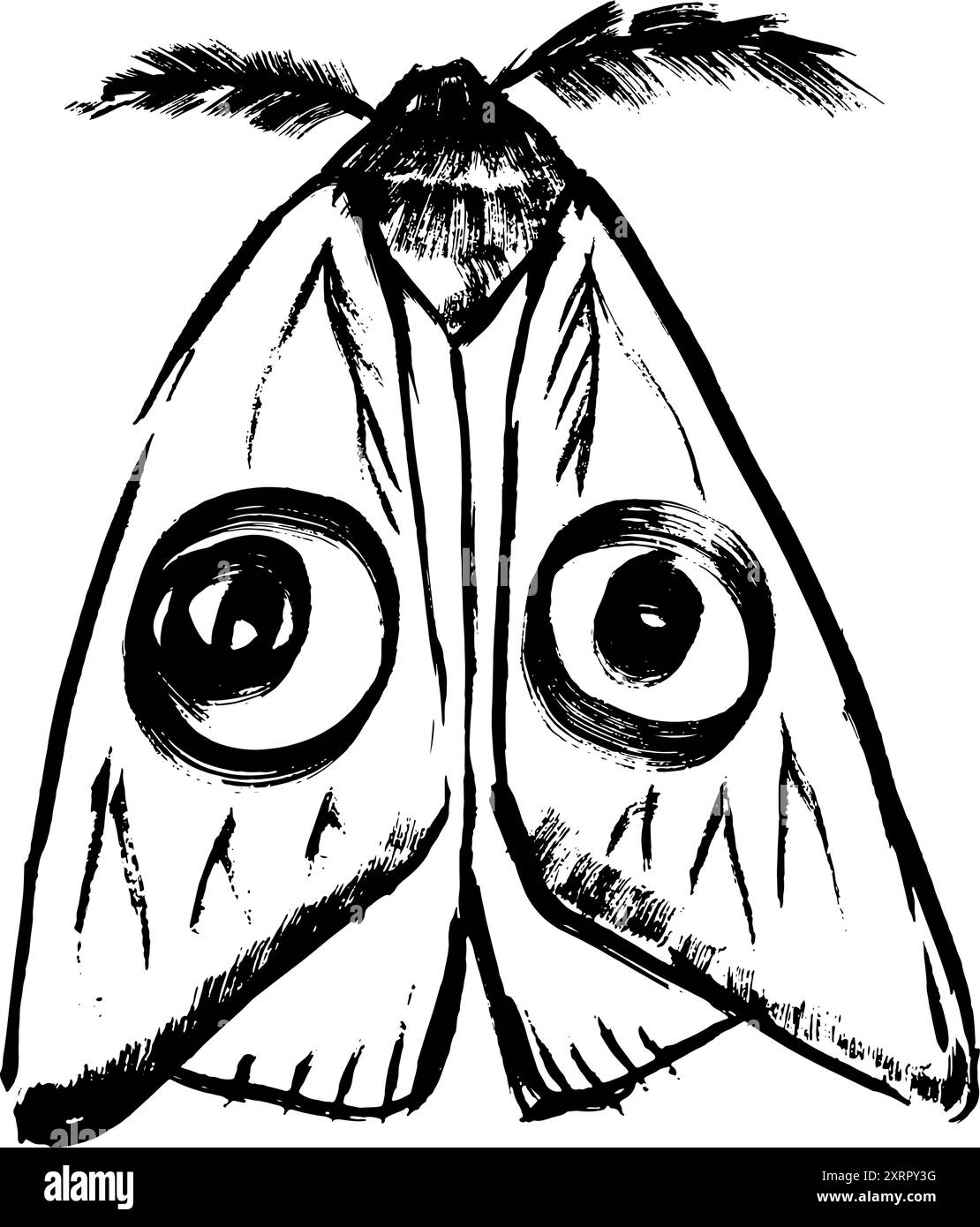 Grunge Hand Drawn Ink Brush Night Moth Stock Vector Image & Art - Alamy