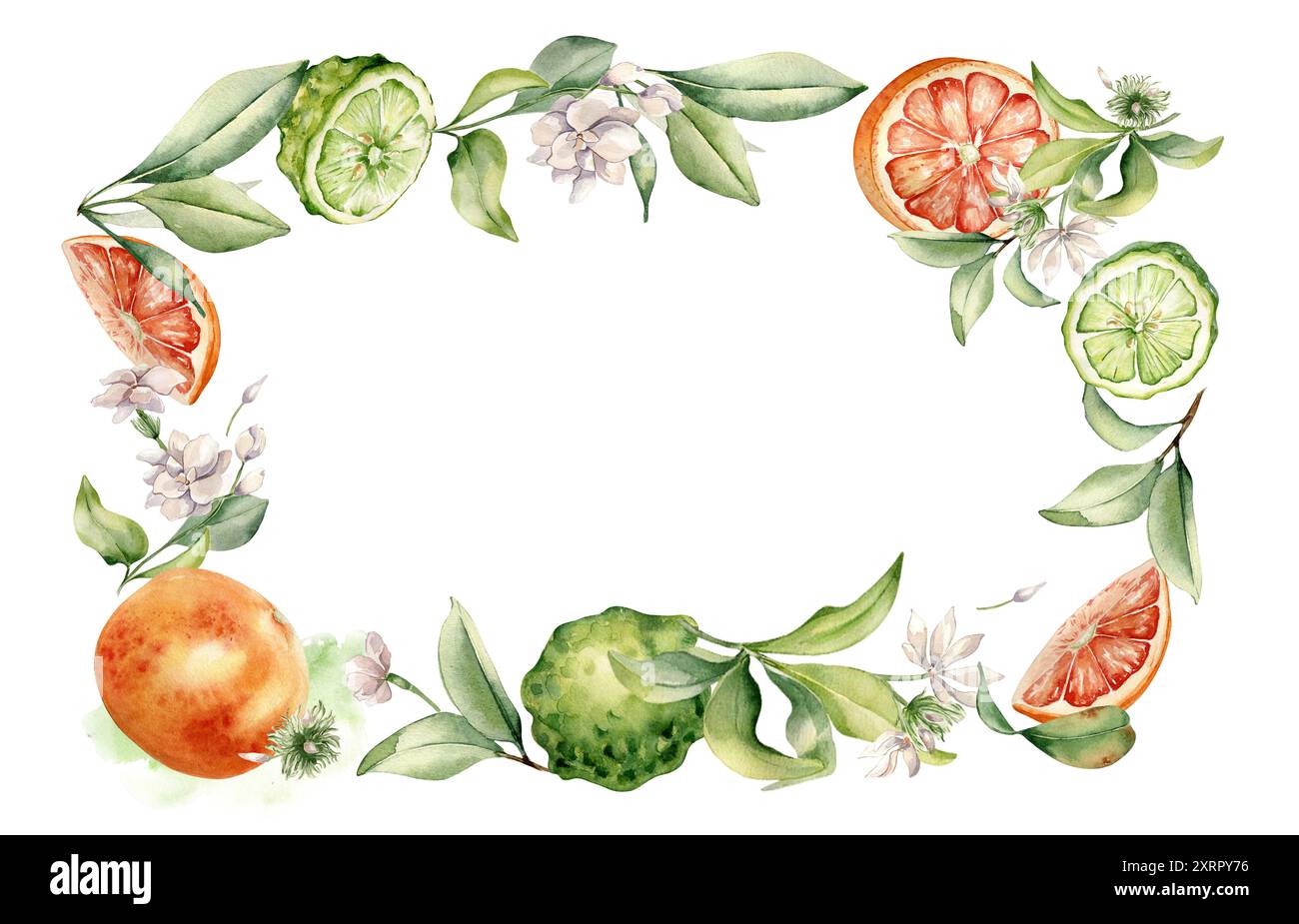 Mixed ripe citrus fruit and jasmine in frame. Grapefruit and bergamot watercolor illustration ...