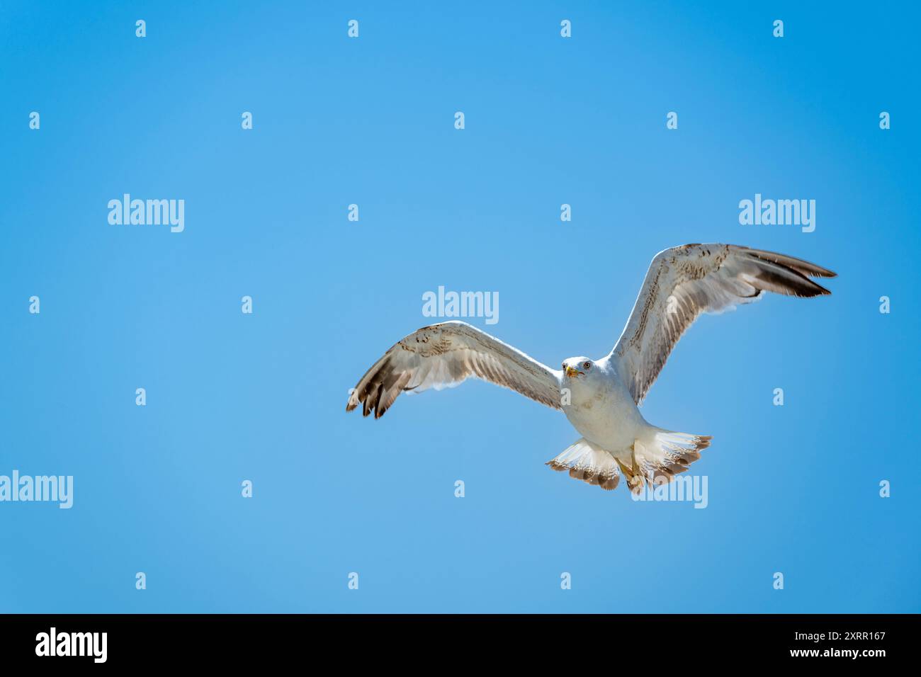 Flying seagull wildlife hi-res stock photography and images - Alamy