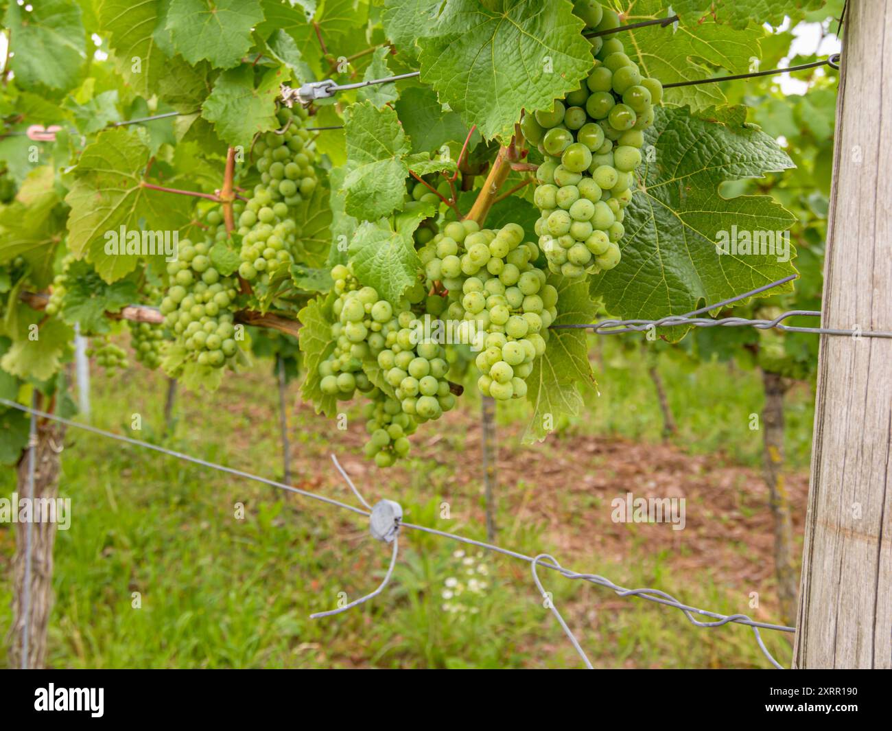 Organic vineyard produce hi-res stock photography and images - Alamy