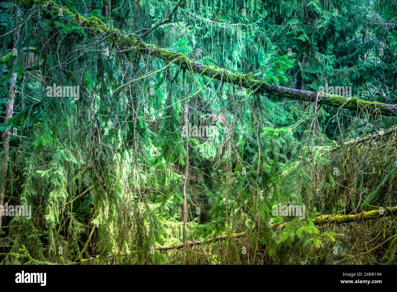 Deep and dense green forest. rainforest background concept Stock Photo ...