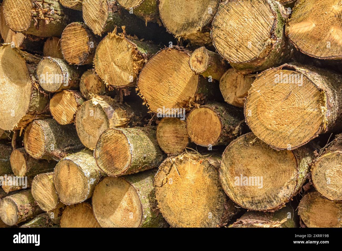 Raw tree trunks hi-res stock photography and images - Alamy