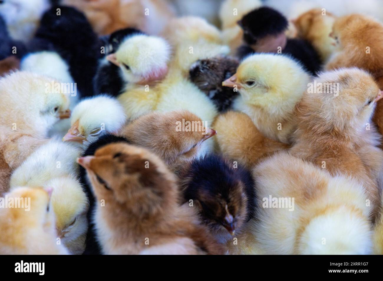 Chickens in a box hi-res stock photography and images - Alamy