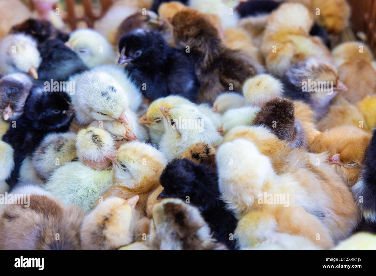 Chickens in a box hi-res stock photography and images - Alamy