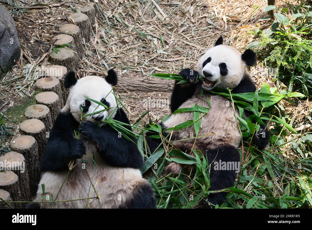 Singapore - 29 Oct 2023: Singapore's first giant panda cub Le Le ...