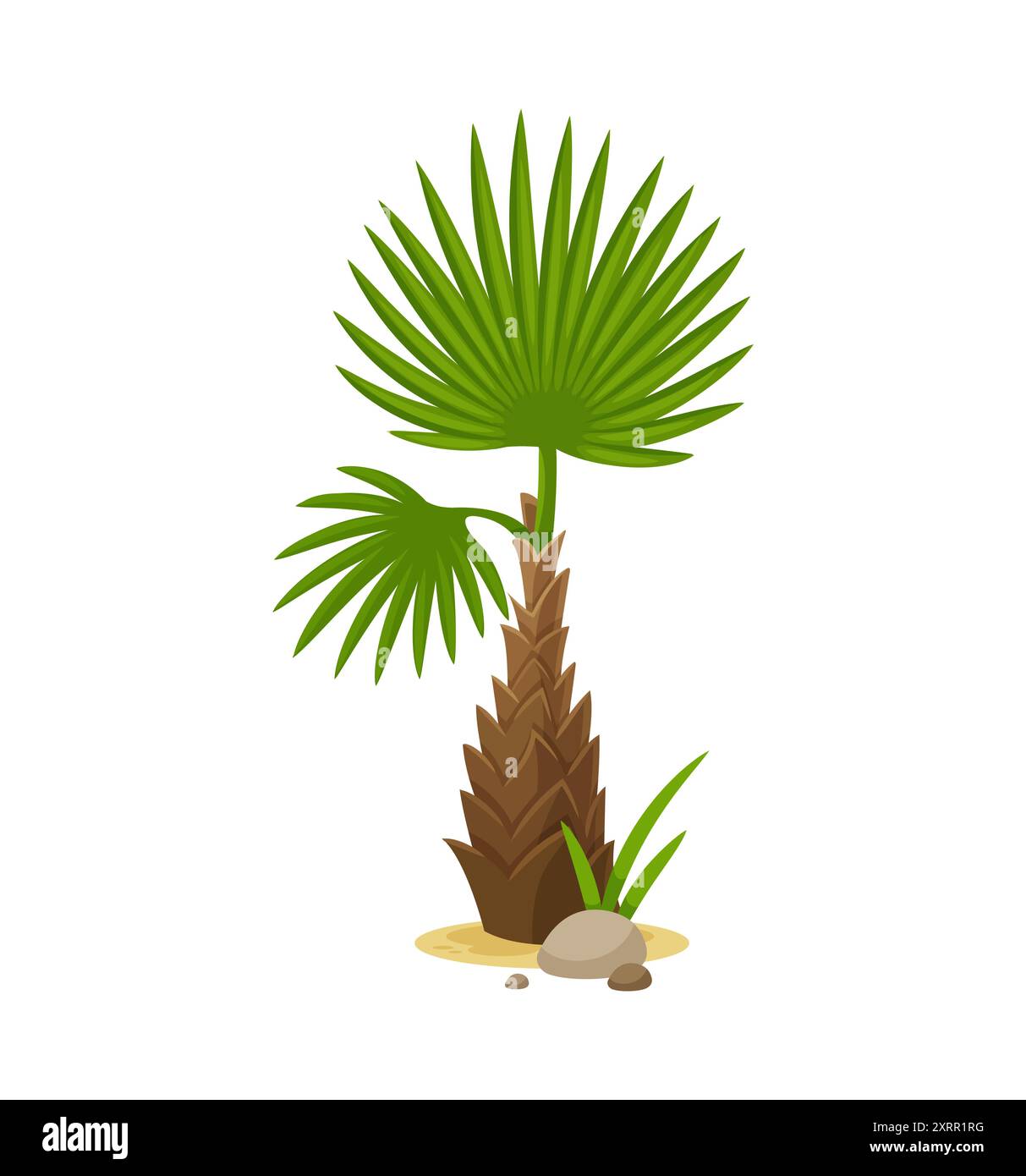 Palmera plant Stock Vector Images - Alamy
