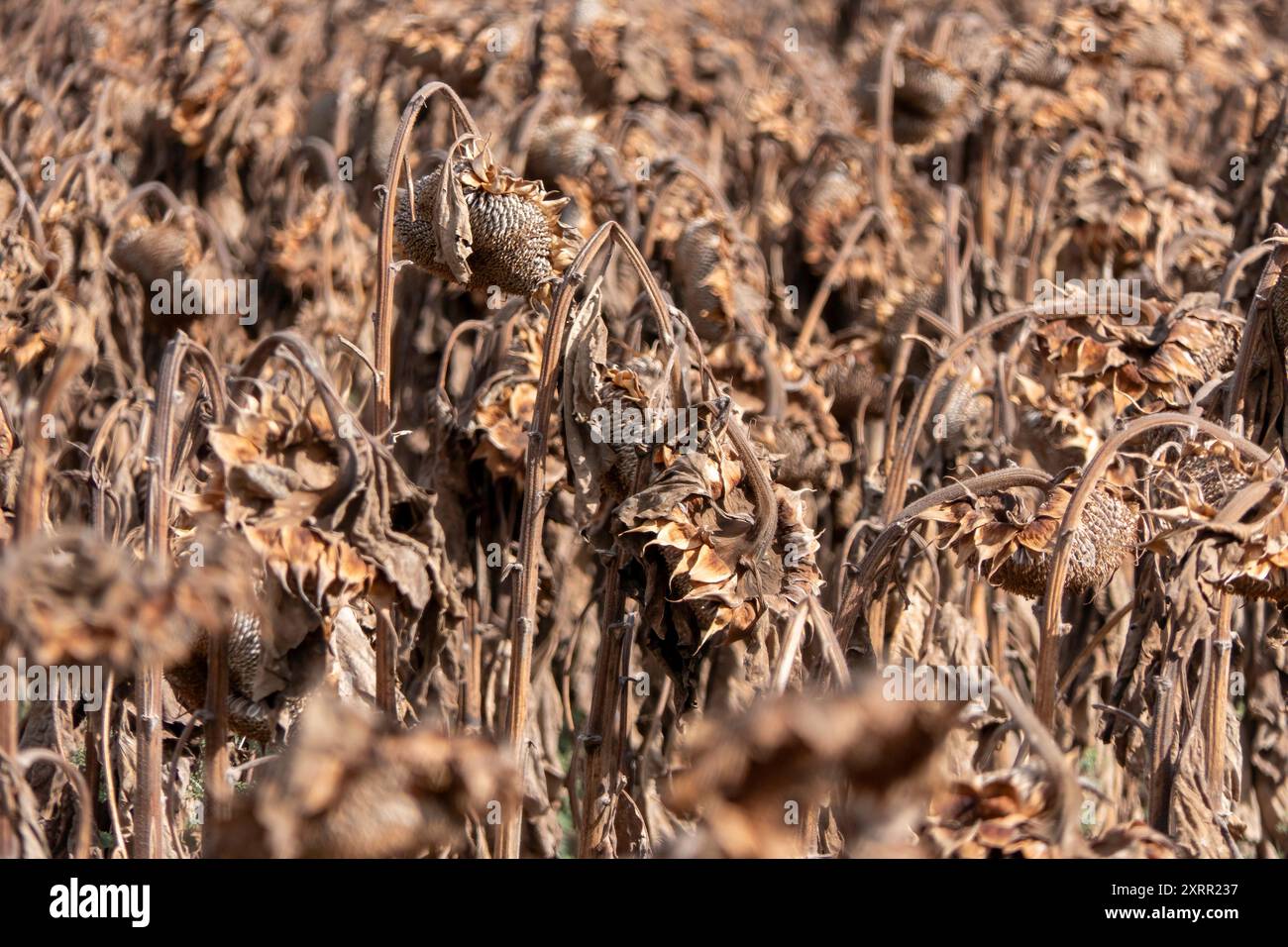 Agriculture field with dry, seed-laden sunflowers bask in the golden ...