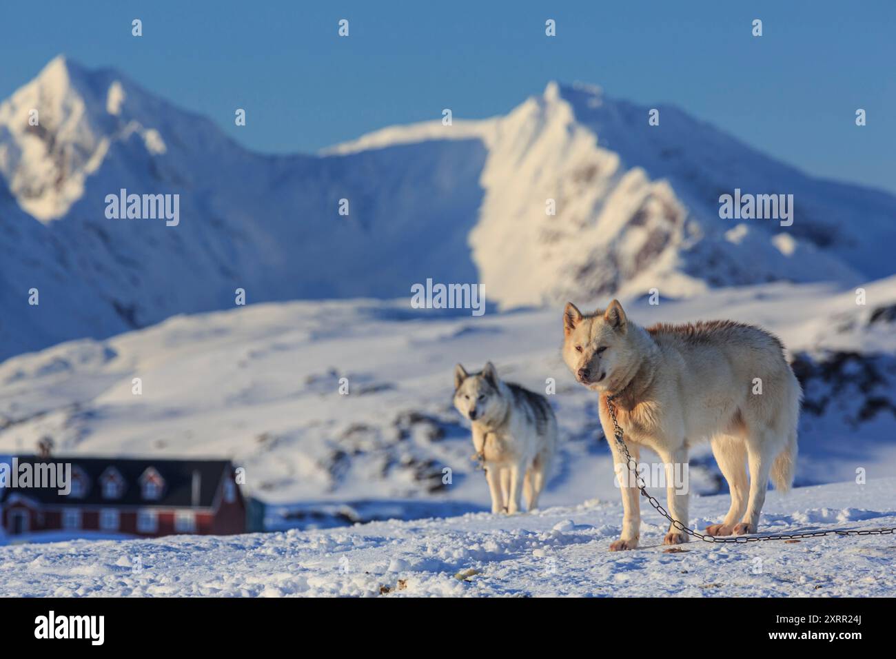 Greenlandic dogs standing in mountain landscape, sunny, winter, Kulusuk ...