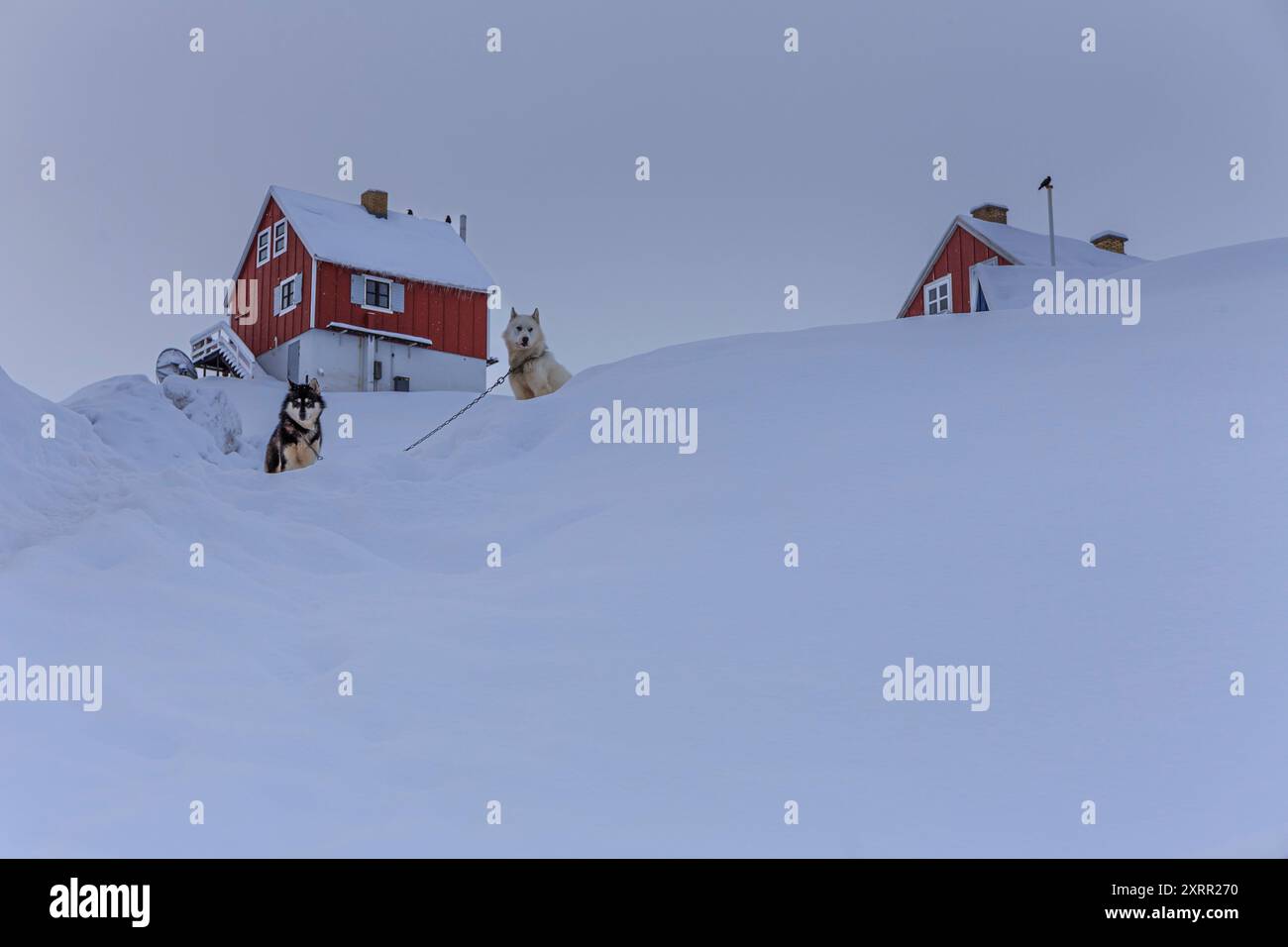 Greenlandic dogs standing in deep snow in front of houses, husky ...