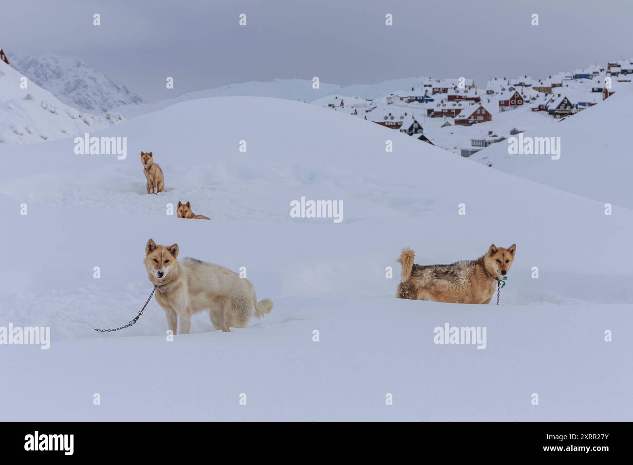 Greenlandic dogs standing in deep snow in front of houses, husky ...