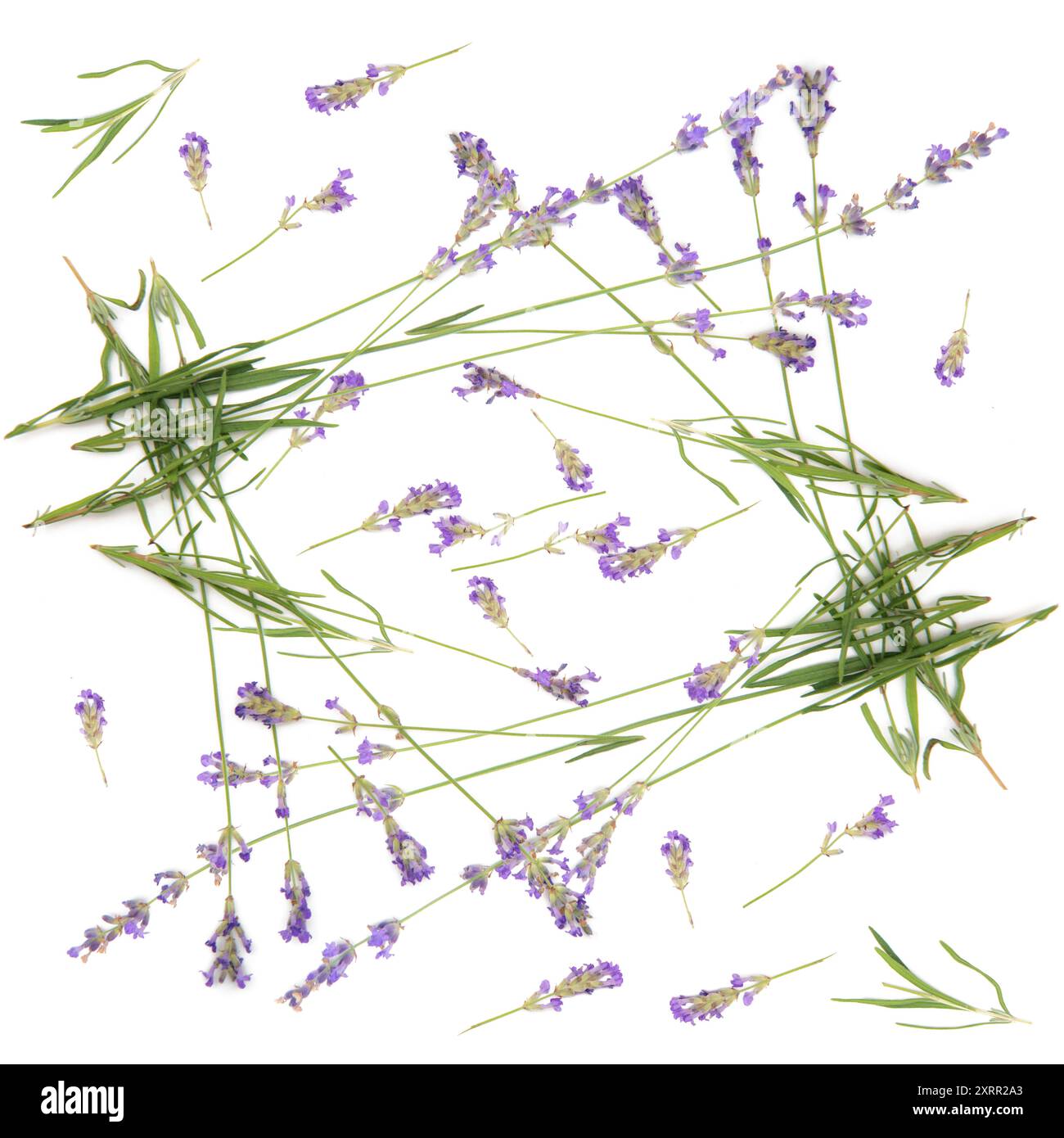 Seamless lavender sprigs pattern hi-res stock photography and images ...