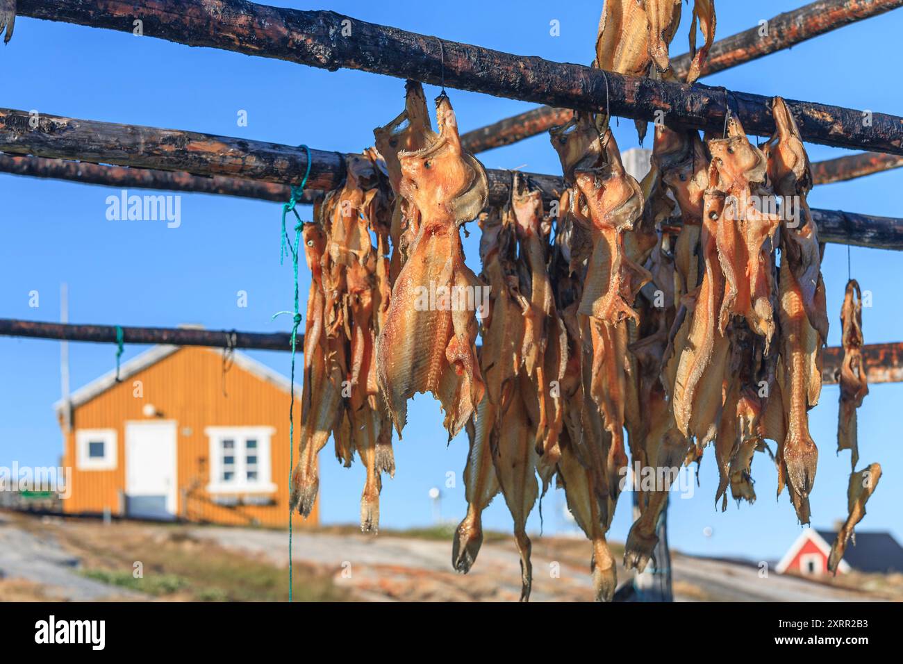 Fish drying on a wooden rack in front of a house, inuit settlement ...