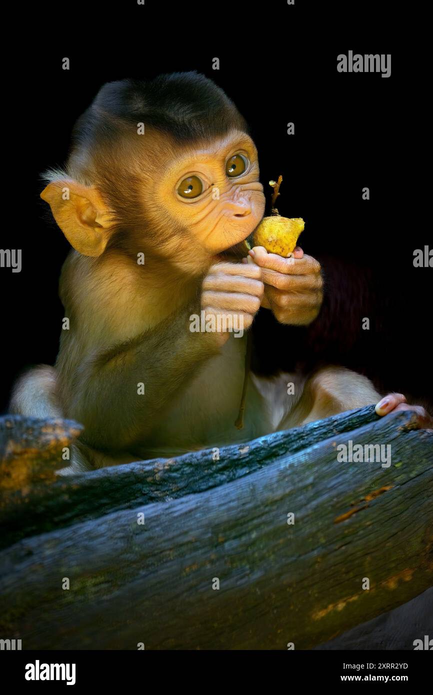 Portrait baby southern pig-tailed macaque Stock Photo - Alamy