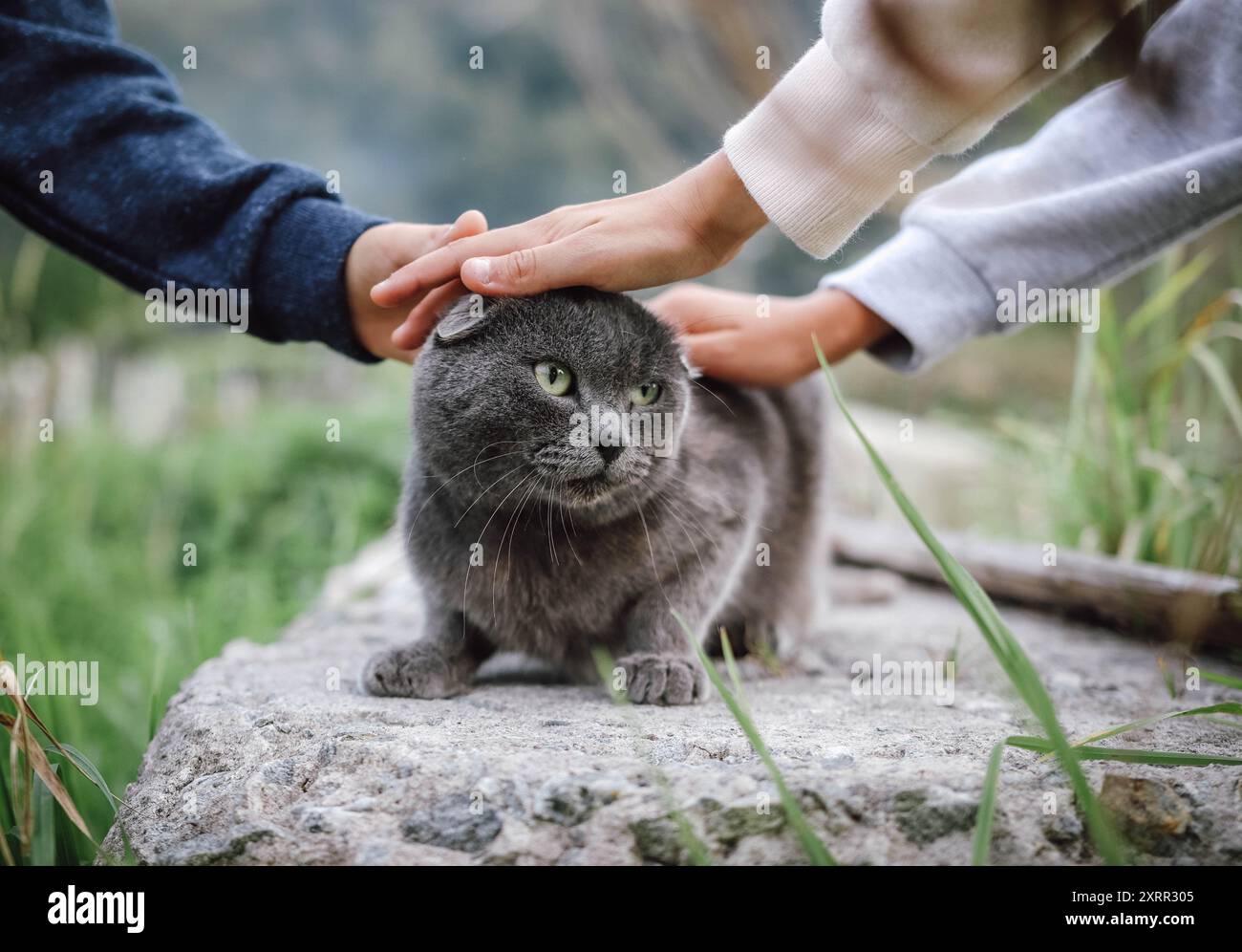 Happy meow day hi-res stock photography and images - Alamy