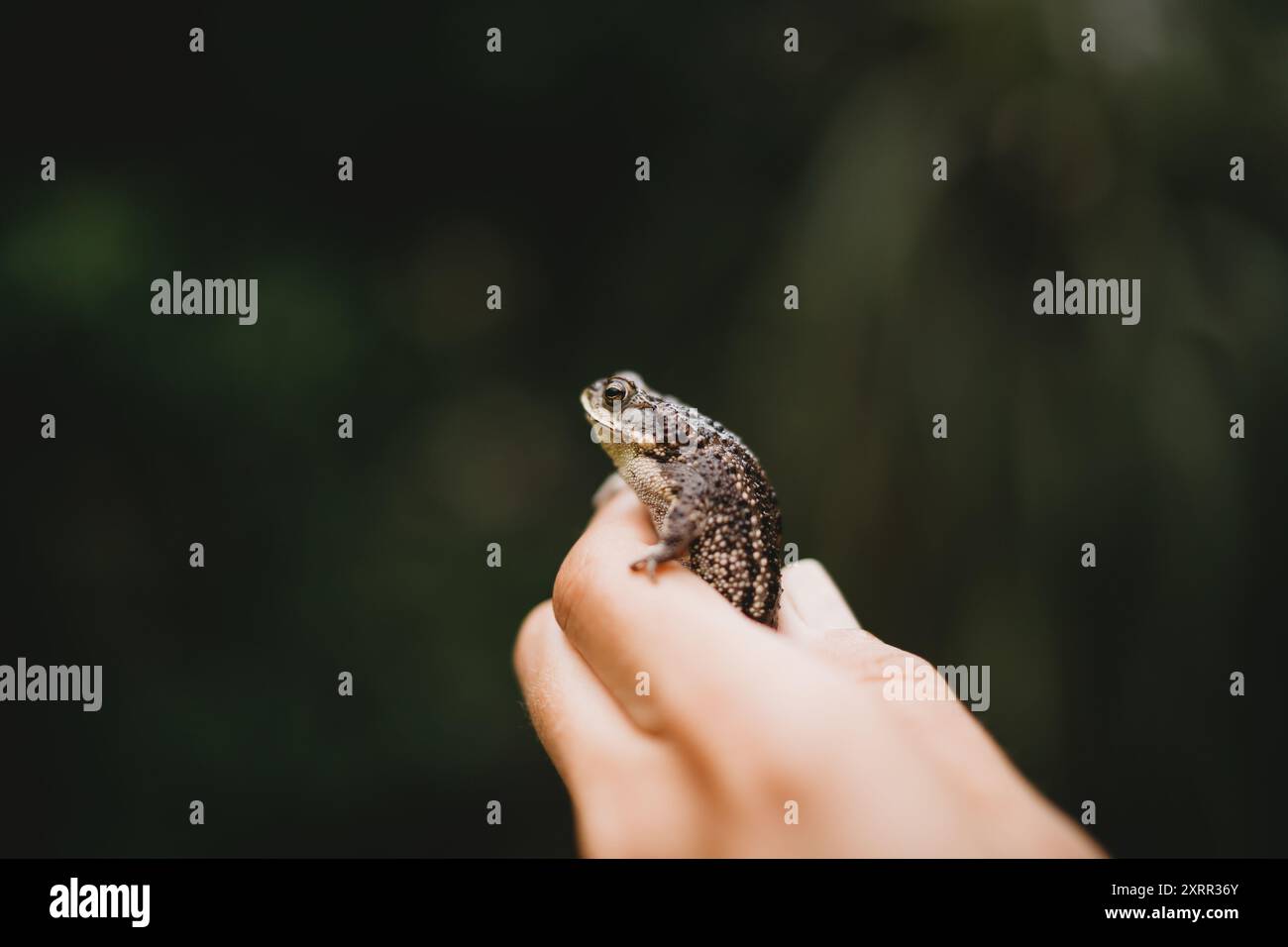 Close up toddler hands hi-res stock photography and images - Alamy