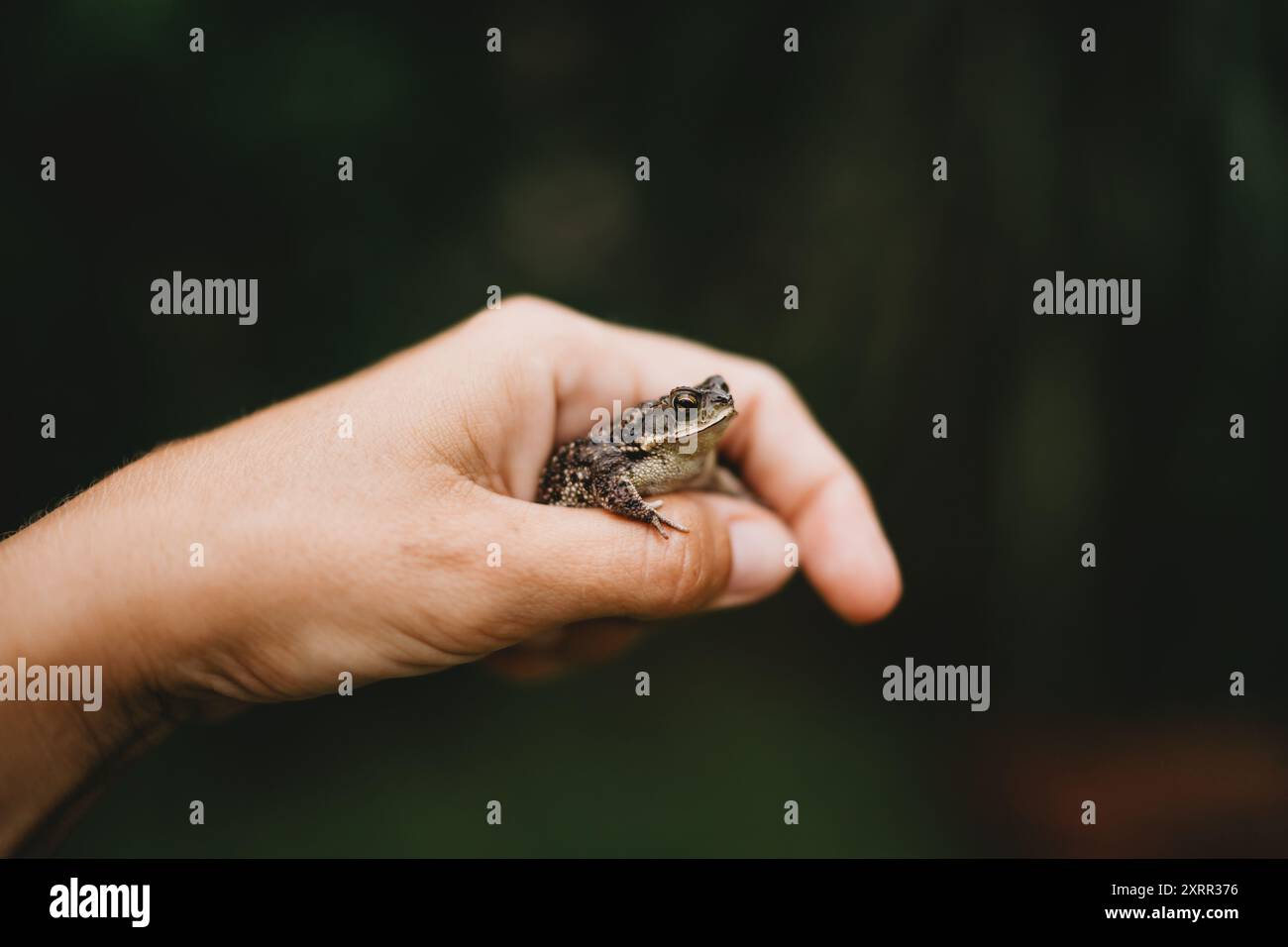 Boy holding frog hi-res stock photography and images - Alamy