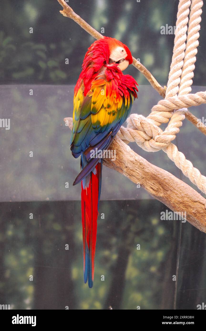 Bird preening preen hi-res stock photography and images - Alamy