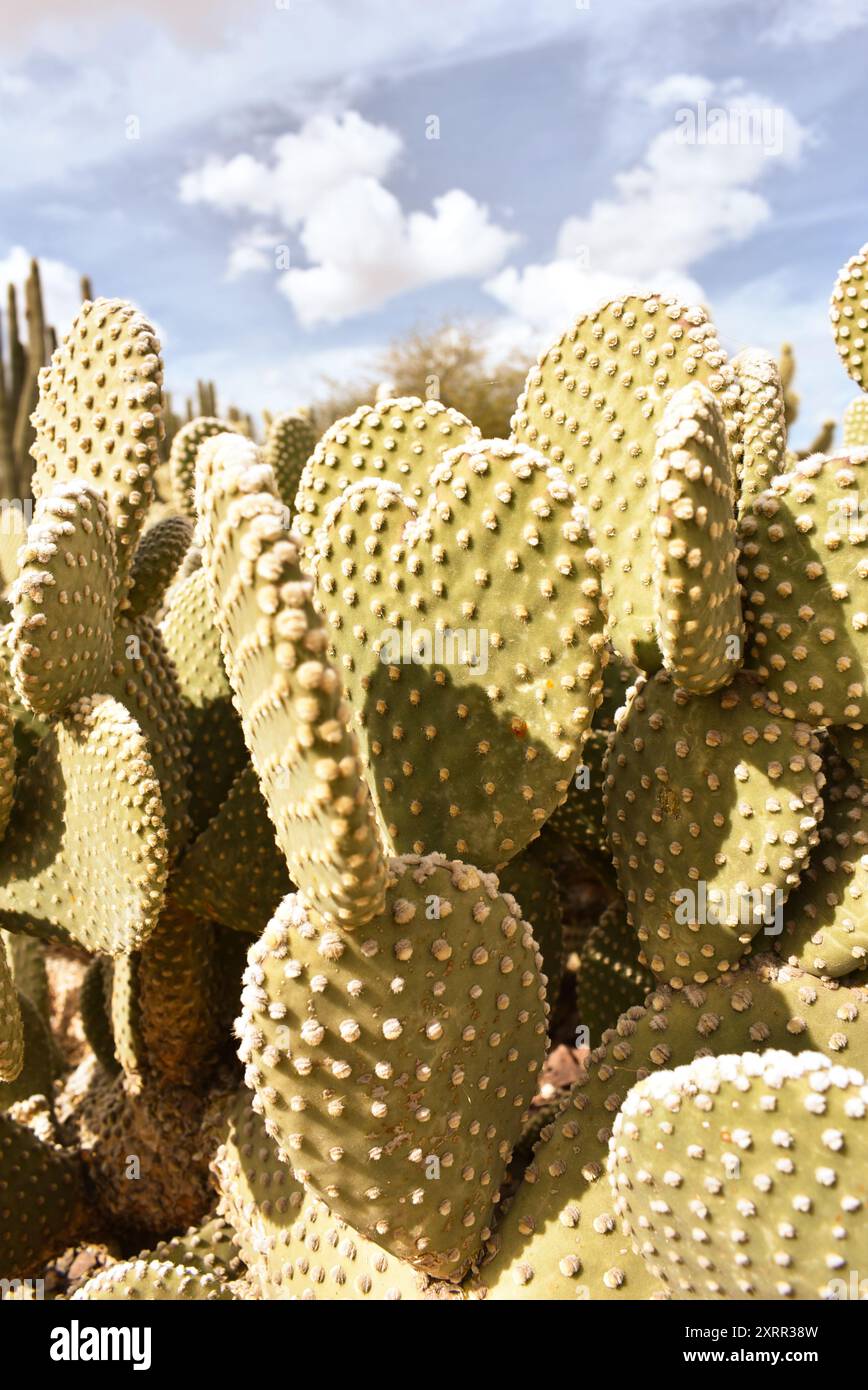 Cluster of Fuzzy Optunia Cactus Pads and Light Blue Cloudy Sky Stock ...