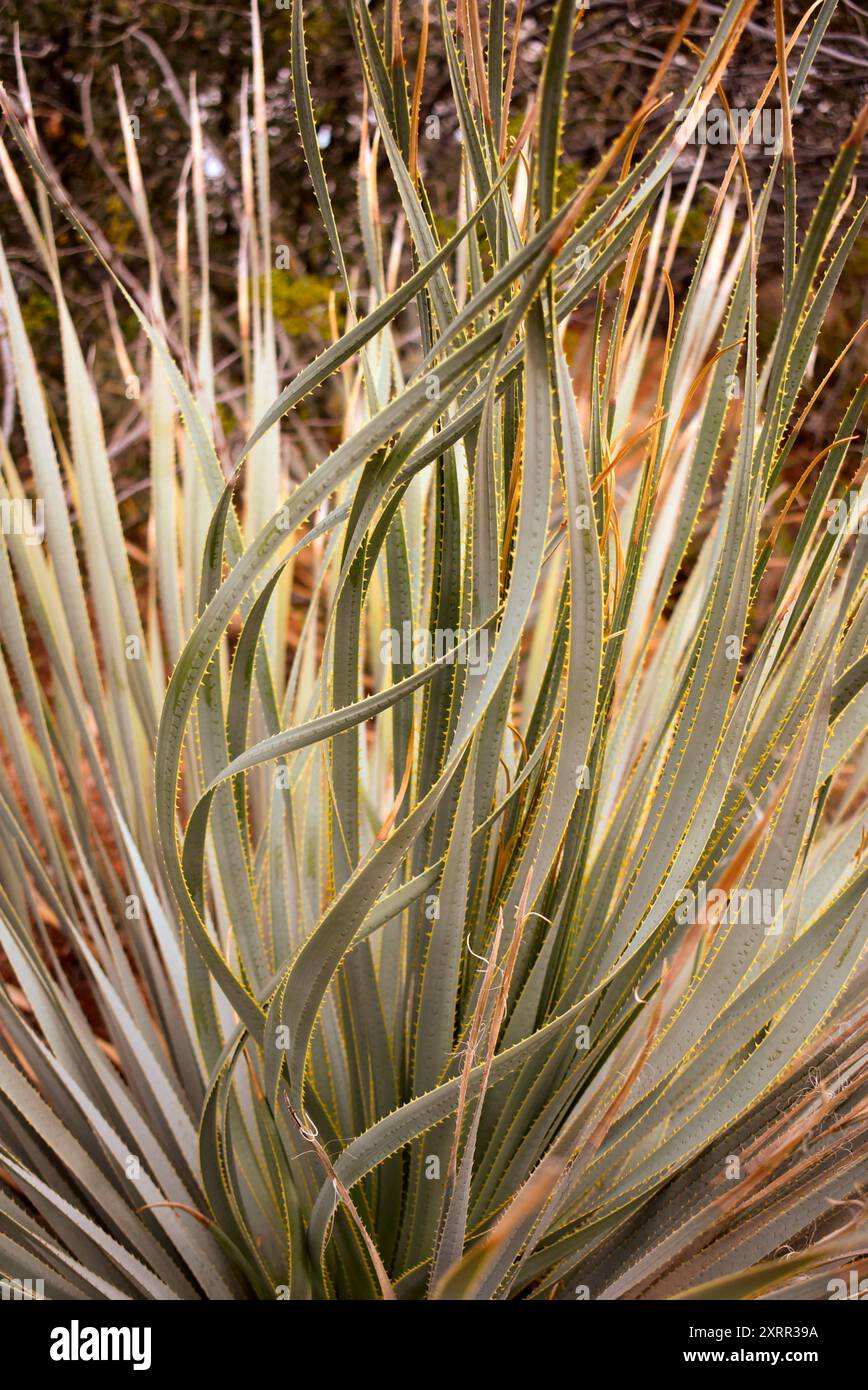 Spiraling mesmerizing hi-res stock photography and images - Alamy