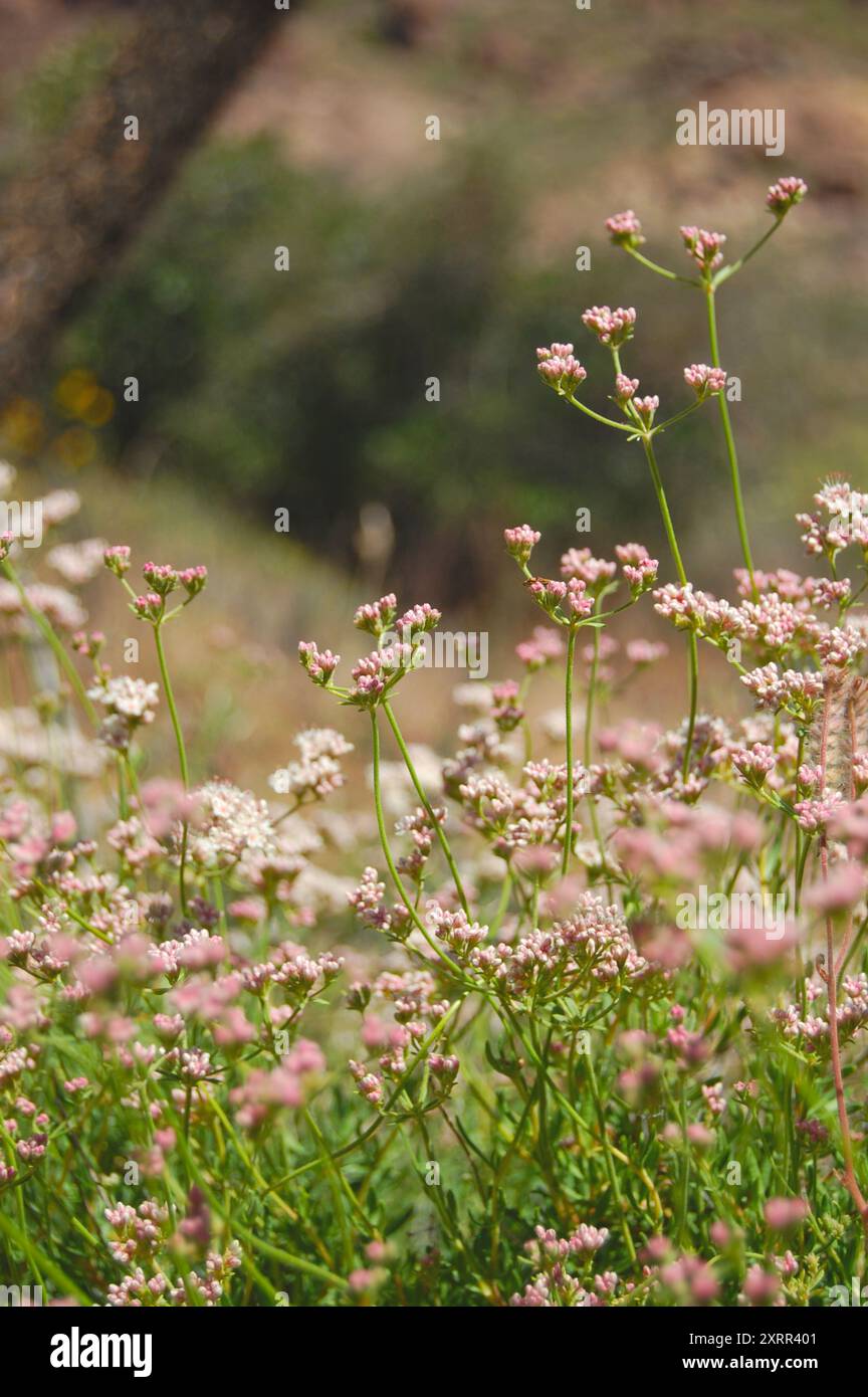 Pink wildflower in desert hi-res stock photography and images - Alamy
