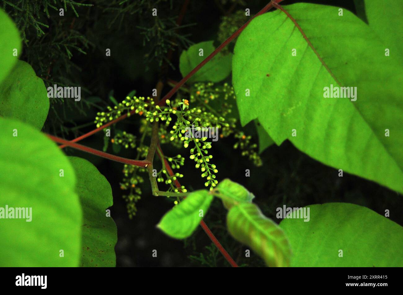 Moody Deep Green Poison Ivy Leaves and Flowers Stock Photo - Alamy
