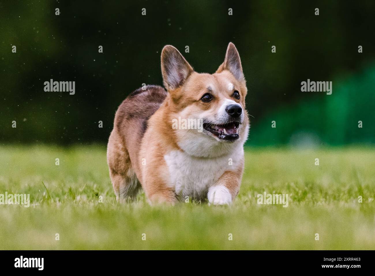 Pembroke Welsh Corgi dog running lure course dog sport Stock Photo - Alamy
