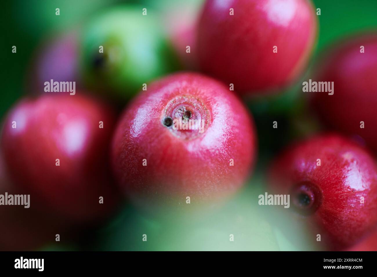 Picking ripe coffee beans hi-res stock photography and images - Alamy