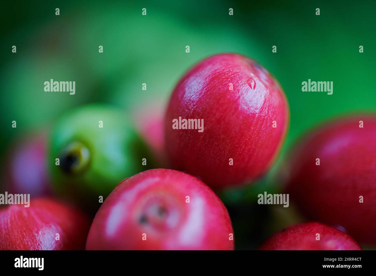 Robusta coffee beans hi-res stock photography and images - Alamy