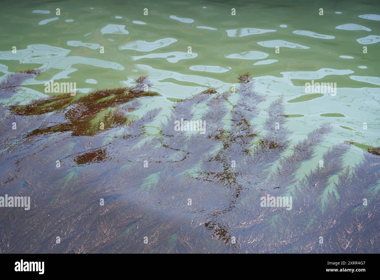 Algae culture hi-res stock photography and images - Alamy