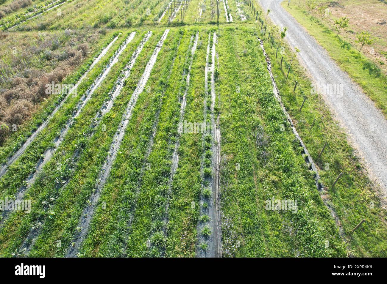 Rows of crops growing under sun in permaculture farm Stock Photo - Alamy