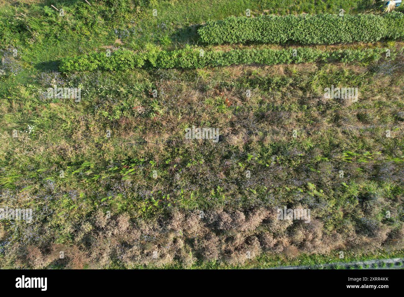 Aerial view of green field with wild grass growing Stock Photo - Alamy