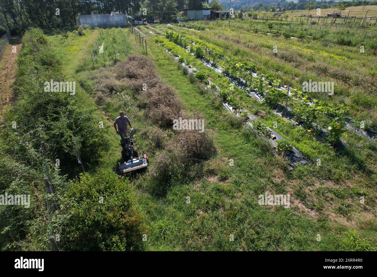 Farmer mowing grass between rows of cultivated plants with mulching ...