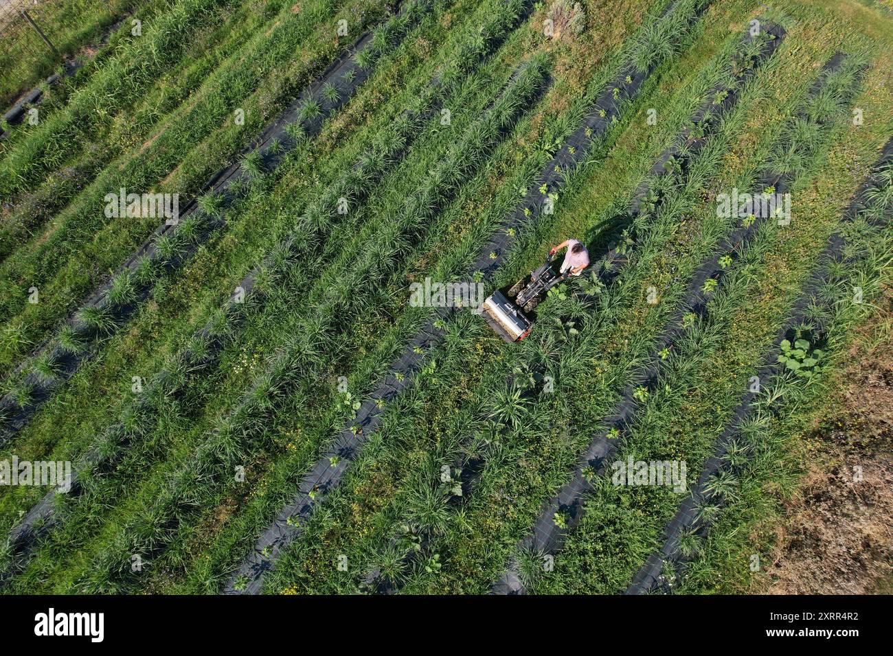 Vegetable crop field hi-res stock photography and images - Alamy